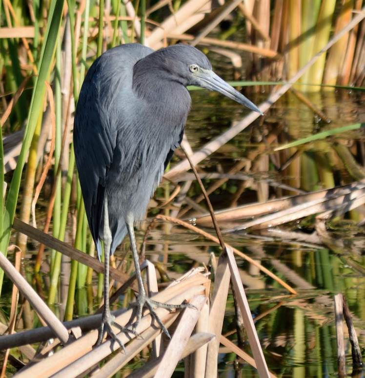 Viera Florida Where is Viera? – Cocoa Beach Insider