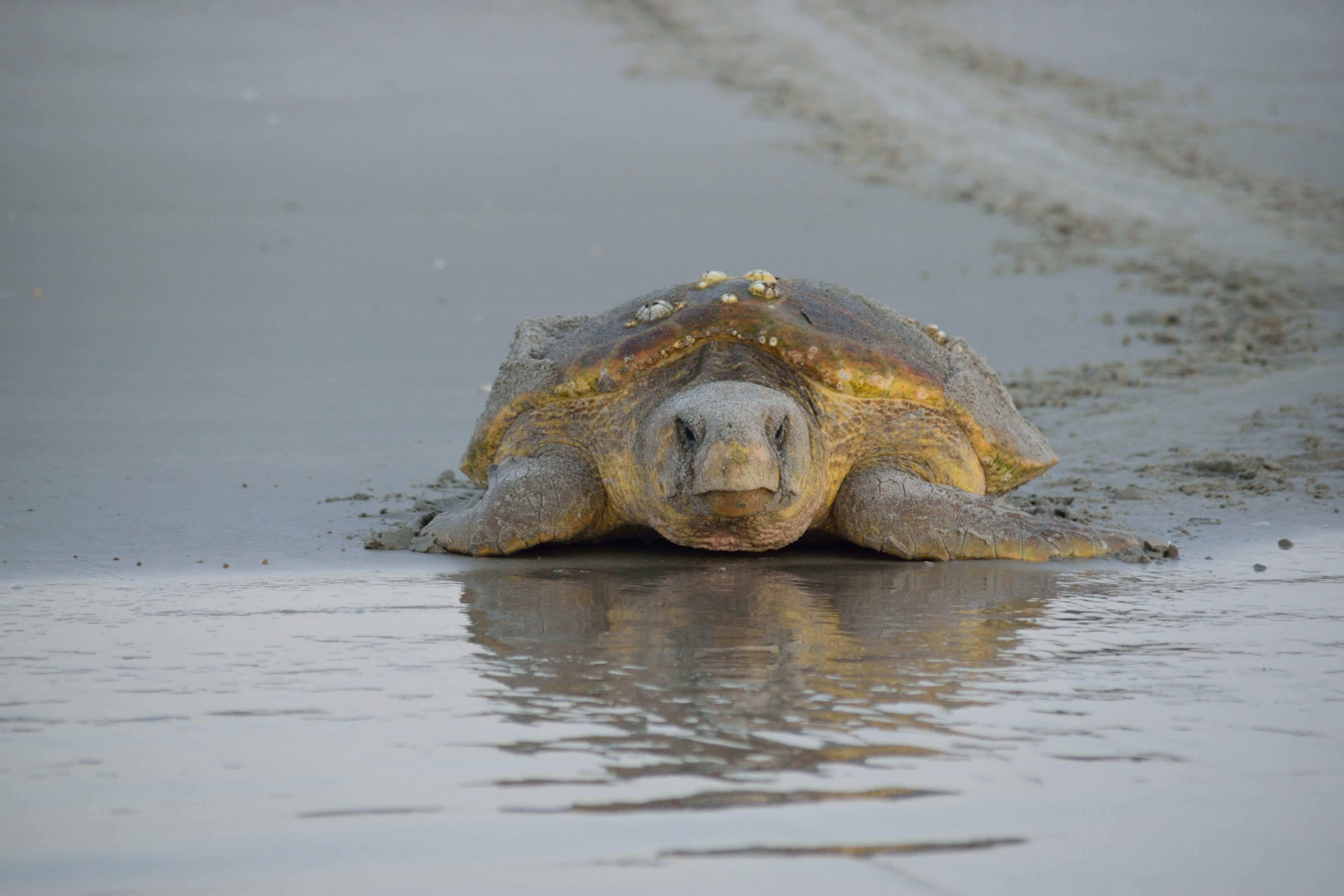 Discover Melbourne Beach Florida – Cocoa Beach Insider